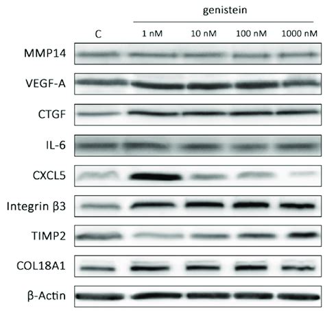Western Blot Analysis Of Selected Proteins Performed On Human