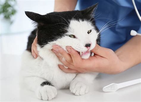 Tooth Resorption In Cats Modern Vet 24 Hour Vet