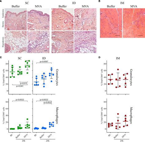 Frontiers Vaccine Inoculation Route Modulates Early Immunity And