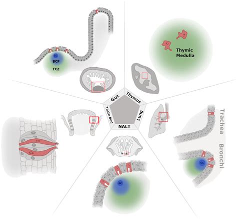 Frontiers Deciphering The M Cell Niche Insights From Mouse Models On