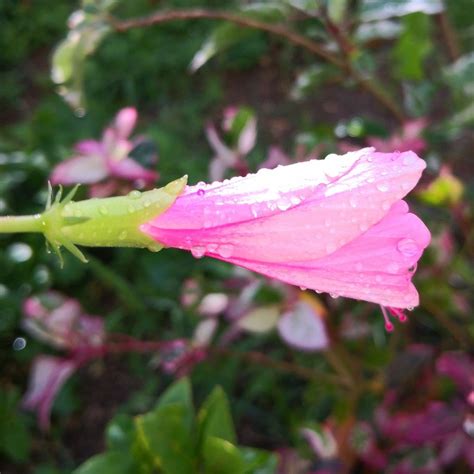 Photographies Fleurs And Nature에 있는 Céline Périanayagom님의 핀