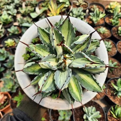Agave Potatorum Cv Cubic Variegated Ready For Wholesale Live Plants