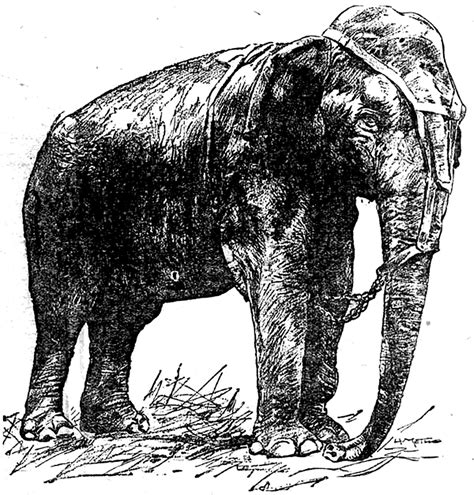 Topsy Elephant Wikipedia