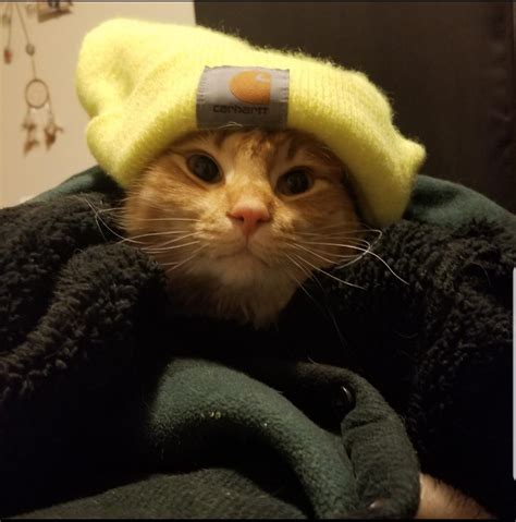 He Knows Hes Cute R Cats