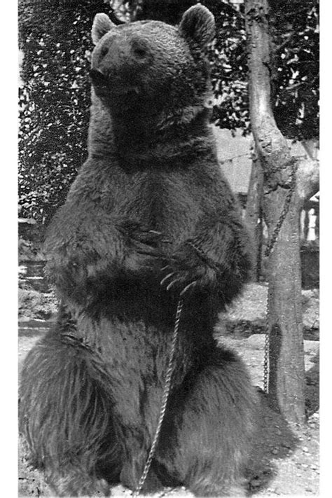 1000 Images About Wojtek The Bear On Pinterest Edinburgh The Bear