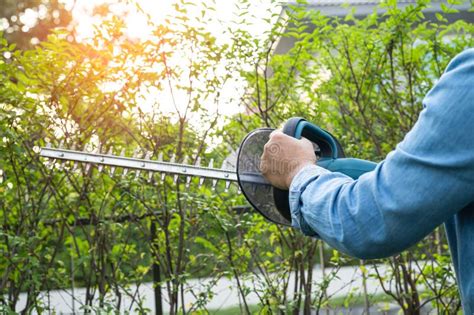 Woman Taking Care And Growing Plants Hobby Planting Home Garden