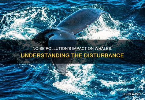 Noise Pollution S Impact On Whales Understanding The Disturbance ShunWaste