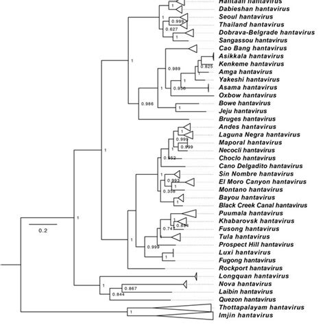 Bayesian Mcmc Phylogenetic Tree Of A Concatened Sm Full Coding Region