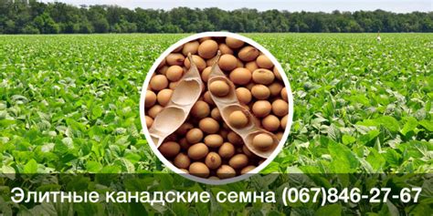 Купить семена сои — канадский трансгенный ГМО сорт Oldham Bt