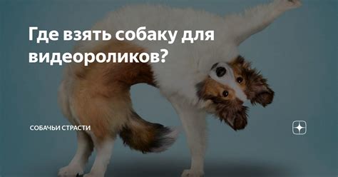 Где взять собаку для видеороликов? | Собачьи страсти | Дзен
