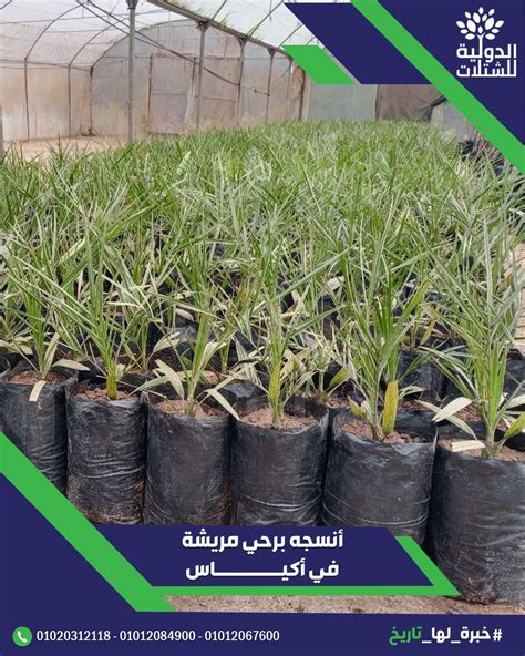 بورصه مصر للنخل البرحى والمجدول إنتاج مضمون، بجودة عالية لما تزرع
