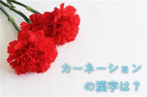 カーネーションは漢字でどう書く？語源と由来に驚きの声が！
