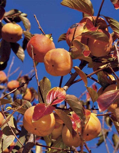 Growing Persimmons Finegardening Persimmon Tree Fall Colors Ripe