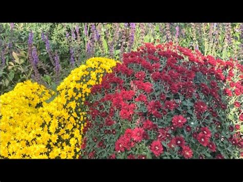 Осенние красивоцветущие кустарники.Многолетники .Синий цвет в саду ...