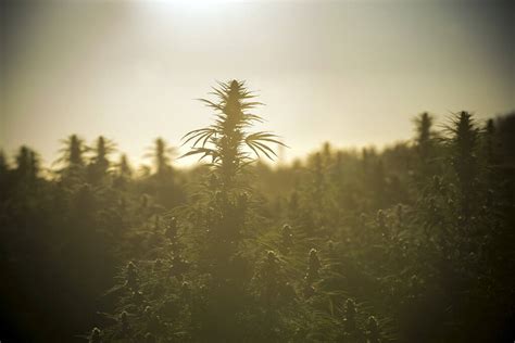 Au Salon De Lagriculture Lherbe Est Plus Verte Pour Le Cannabis