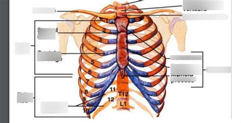 Ribs Diagram Quizlet
