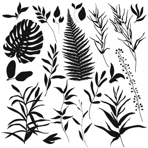 5600 Tropical Leaf Black And White Stock Illustrations Royalty Free
