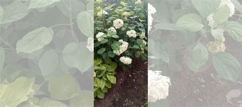 Гортензия древовидная купить в Уфе | Товары для дома и дачи | Авито
