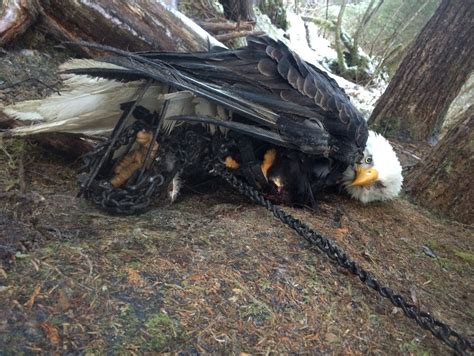 A Person Caught In Snare