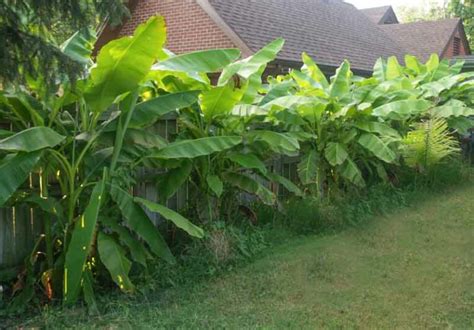 Musa Basjoo The Hardy Japanese Banana For Lush Gardens
