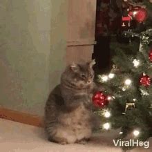 Cat Christmas Tree Meme S Tenor