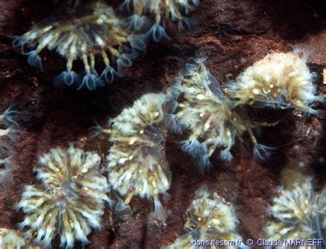 Réseaudoris Photos Signalements De Lophopus Crystallinus