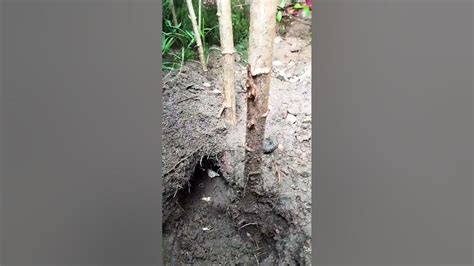 ගහ තියෙද්දි අලේ මිසින් කියන්නේ මේකට තමයි 😲😲😲😲😩😩😩 Youtube