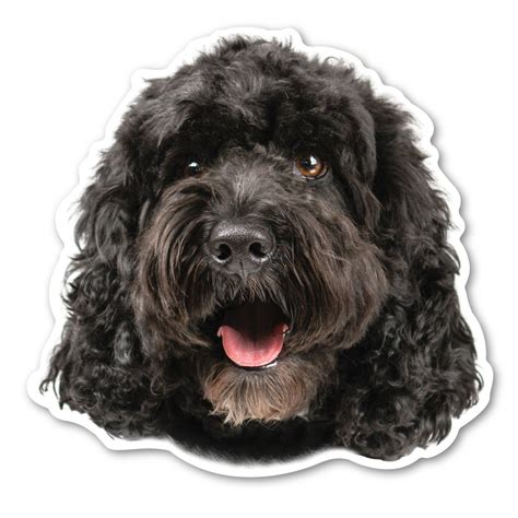 Black Cockapoo Magnet Magnet America