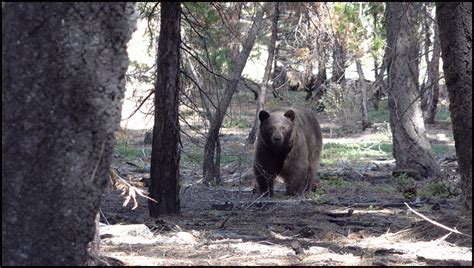 Bear experts offer tips, best practices for late-season camping trips ...