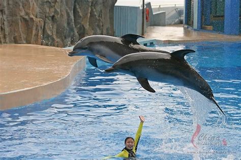 Hong Kong Ocean Park: Introduction, Amusement Park, Marine Park