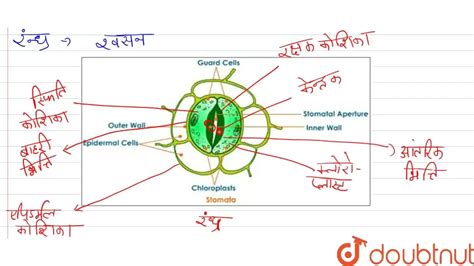 रन्ध्र की संरचना का वर्णन कीजिए