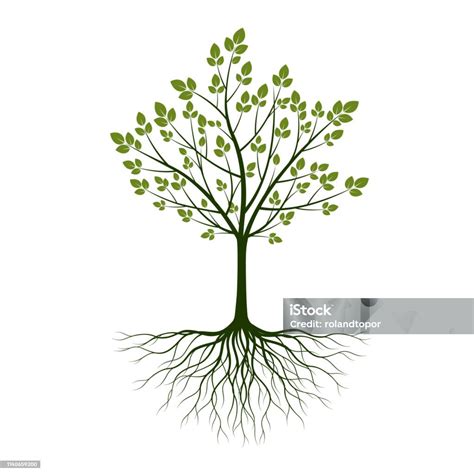 綠樹與根向量插圖種在花園裡向量圖形及更多根圖片 根 樹 插圖 Istock