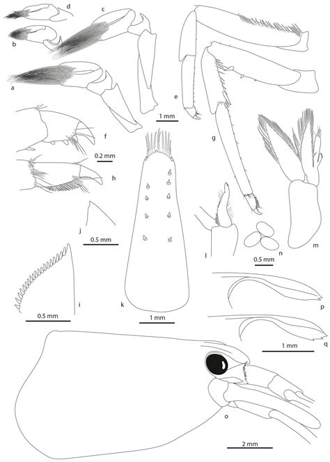 Diversity Mdpi On Linkedin Article Taxonomy Marinebiology