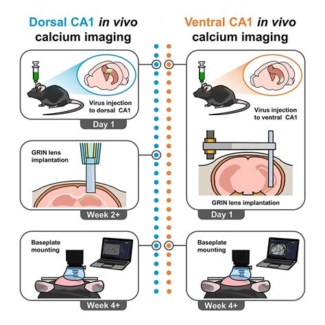 Cell Press Star Protocols