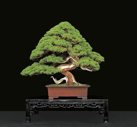 St1 Bonsai Bark