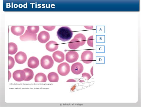 Chapter 5 BLOOD TISSUE LABELING Tissues Module 3 Diagram Quizlet