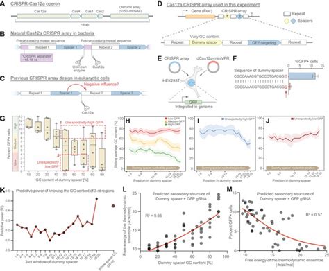 Enhanced Cas12a Multi Gene Regulation Using A Crispr Array Separator Elife