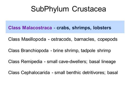 Subphylum Crustacea