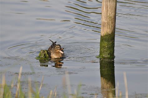 Duck Nature Bird Free Photo On Pixabay Pixabay