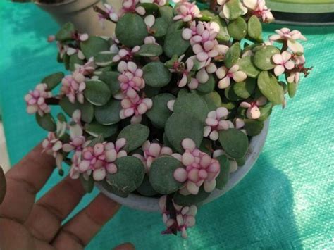 花店買花要防「坑」，別買這種花，買了難養活 每日頭條