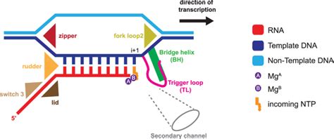 Flexible Motifs Enable The Nucleotide Translocation Cycle Of DPBB RNAP