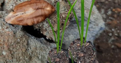 Cara Menanam Biji Kurma Agar Tumbuh