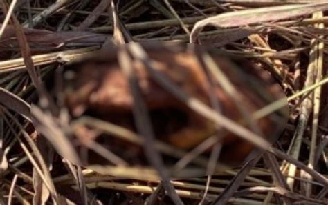 Criança encontra ossada humana ao soltar pipa em matagal de Aparecida