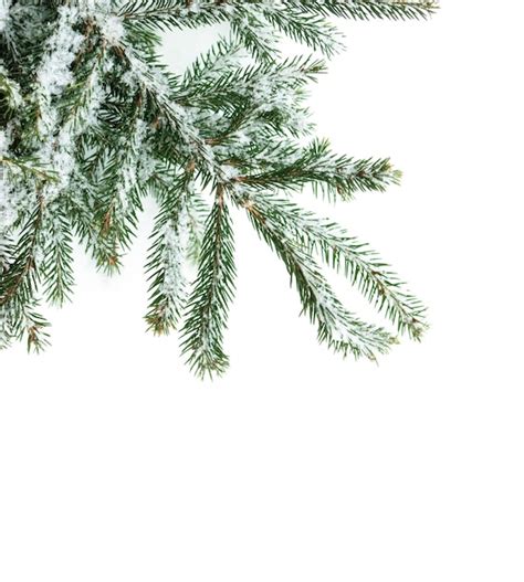 Images De Sapin Neige Png Téléchargement Gratuit Sur Freepik