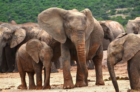 Zimbabwean Hunter Who Killer Over 5000 Elephants Declares Himself