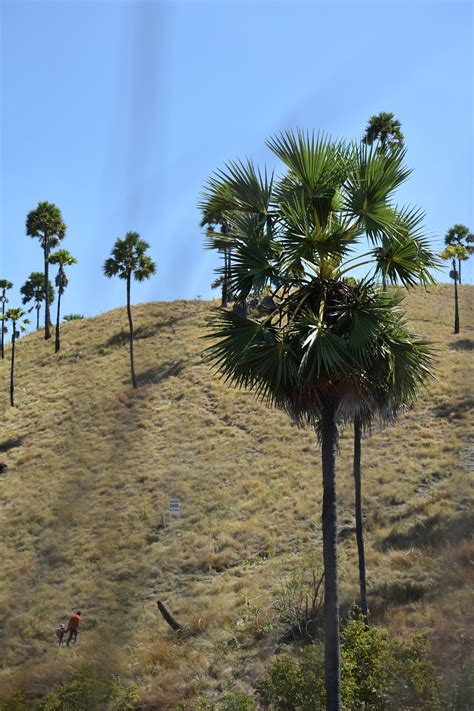 풍경 Pohon 야자수 Pixabay의 무료 사진 Pixabay