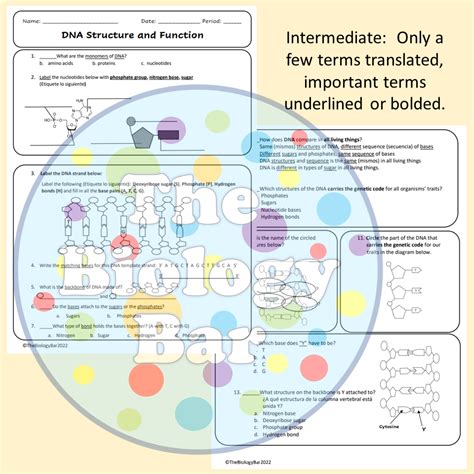 ESL Biology DNA Worksheet Structure Function With Digital Format Made By Teachers