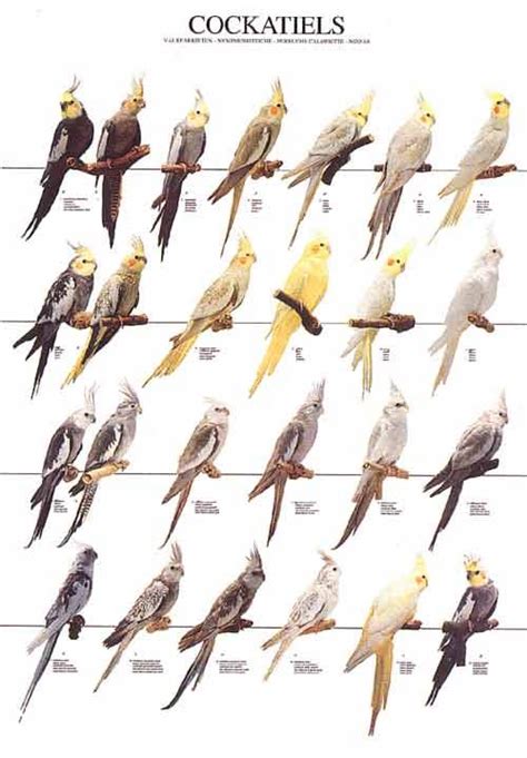Cockatiel Color Chart