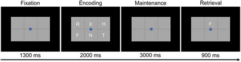 Age Related Alterations In The Oscillatory Dynamics Serving Verbal