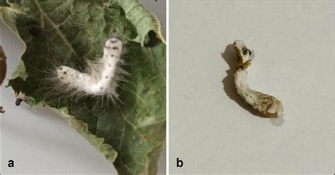 Mycosed Hyphantria Cunea Larvae By Hc Z1 A And Hc Z2 B Strains